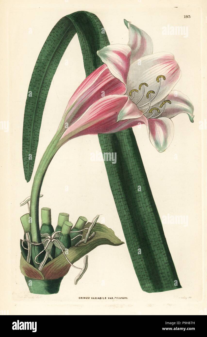 River lily, Crinum variabile (Rose-coloured changeable crinum, Crinum ...