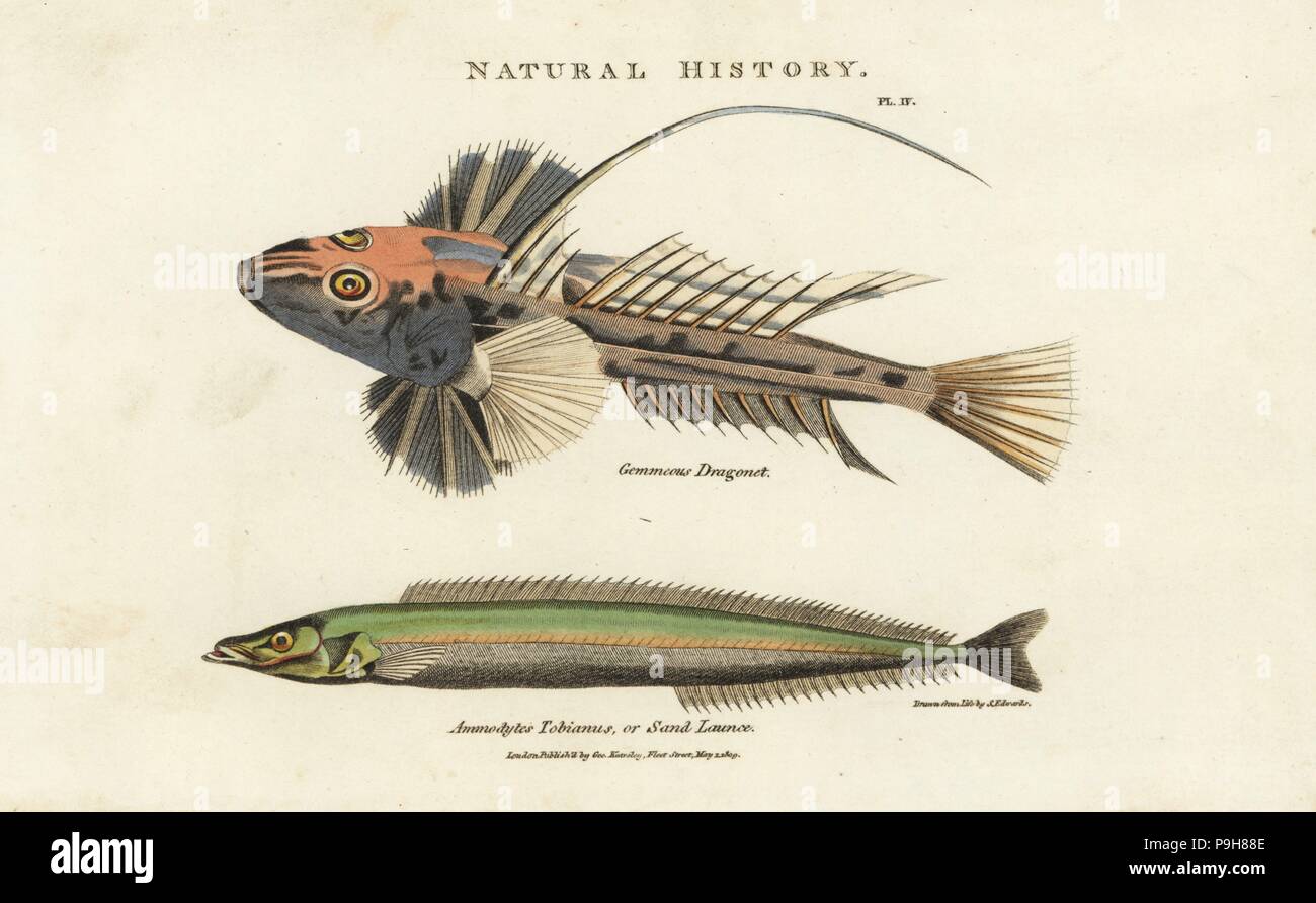 Common dragonet, Callionymus lyra, and lesser sand eel or sand lance ...