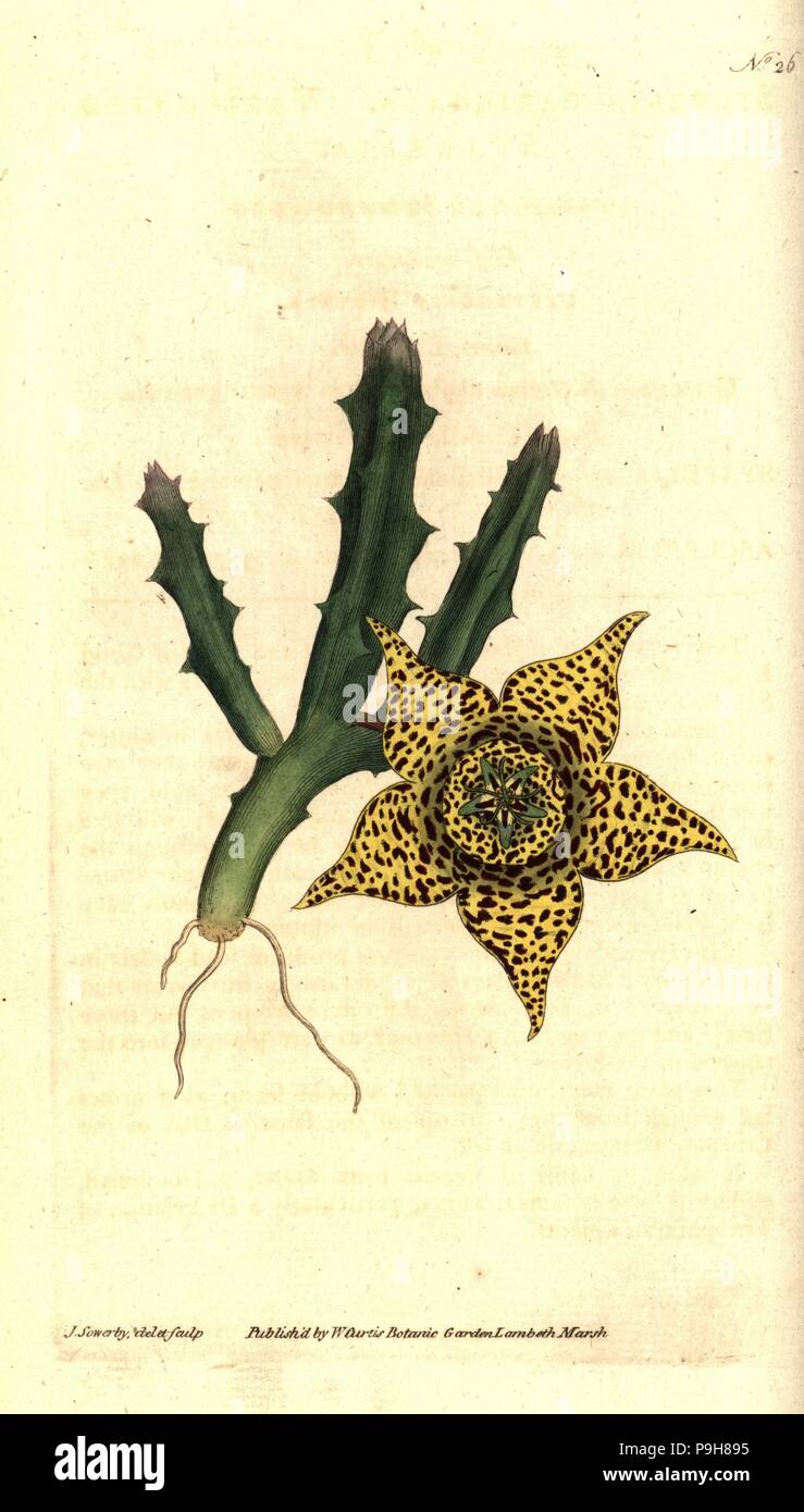 Stapelia Variegata Stock Photos & Stapelia Variegata Stock Images - Alamy