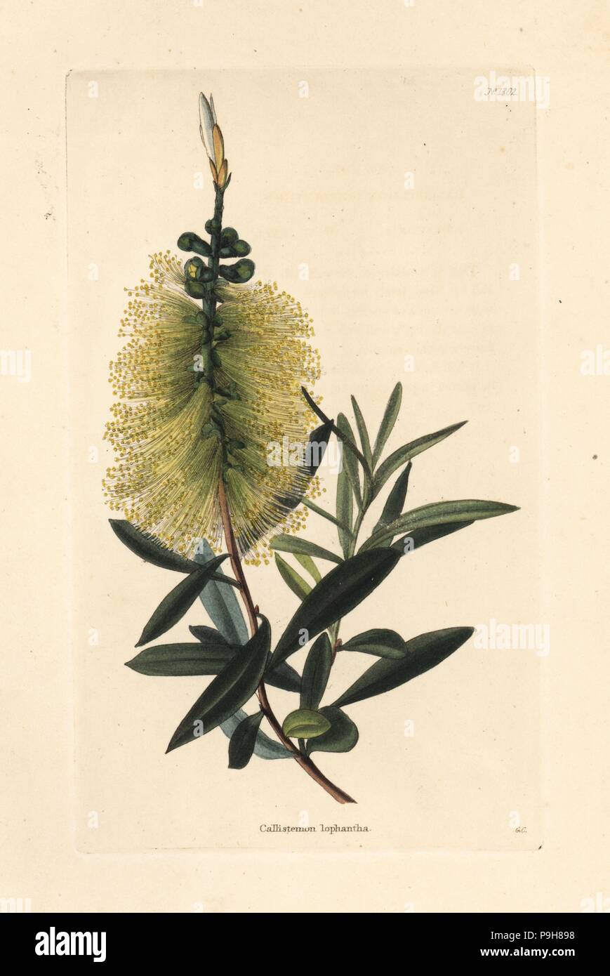 White bottlebrush or willow bottlebrush, Callistemon salignus ...