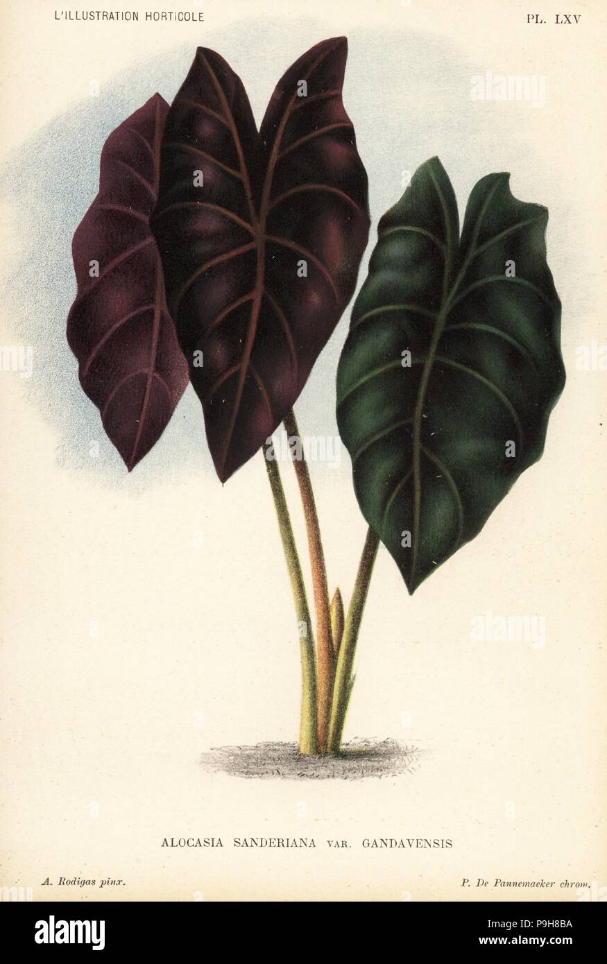 Kris planta alocasia sanderiana hi-res stock photography and images - Alamy