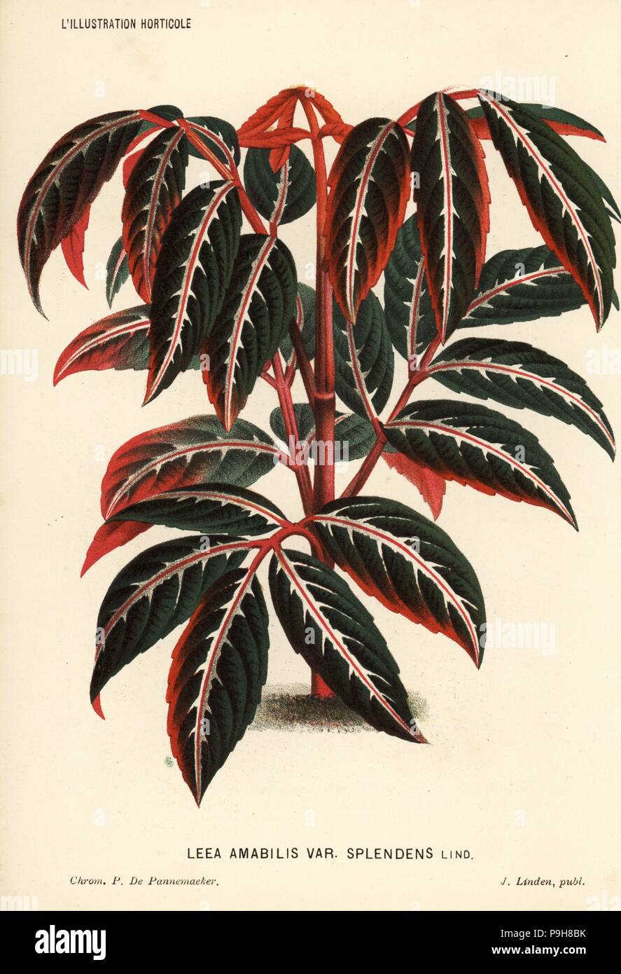 Leea amabilis var splendens hi-res stock photography and images - Alamy