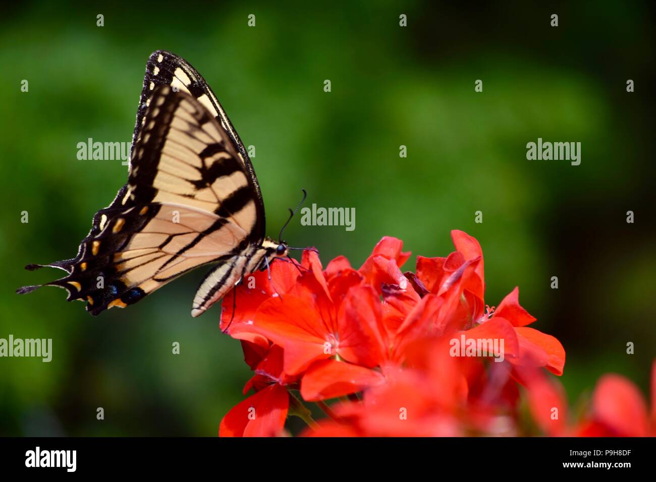 A monarch butterfly gathering some nectar Stock Photo - Alamy