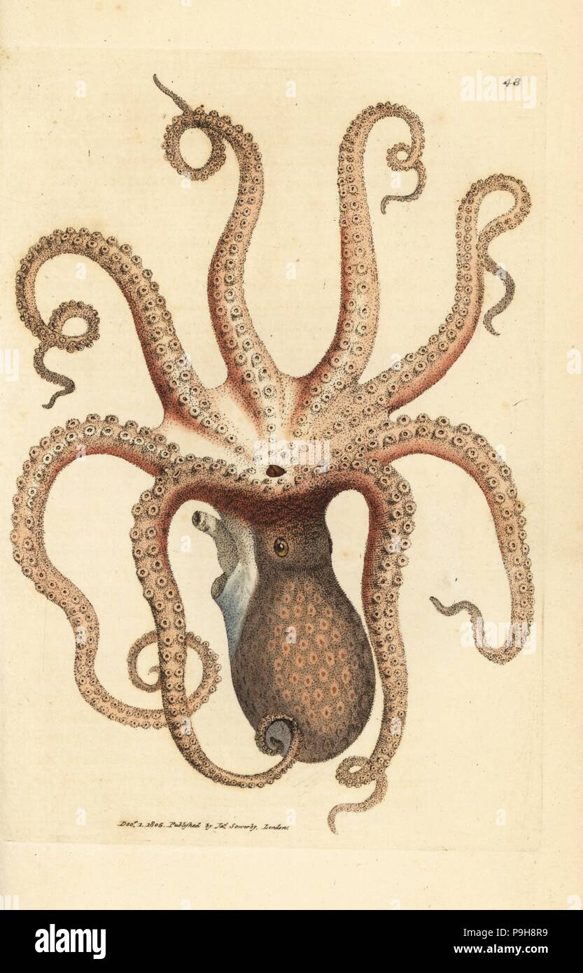 Engraving octopus hi-res stock photography and images - Alamy