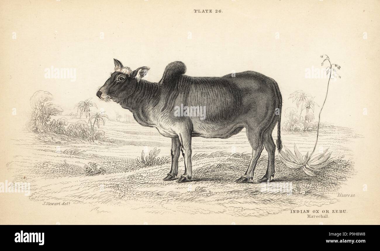 Bos indicus indian zebu humped hi-res stock photography and images - Alamy