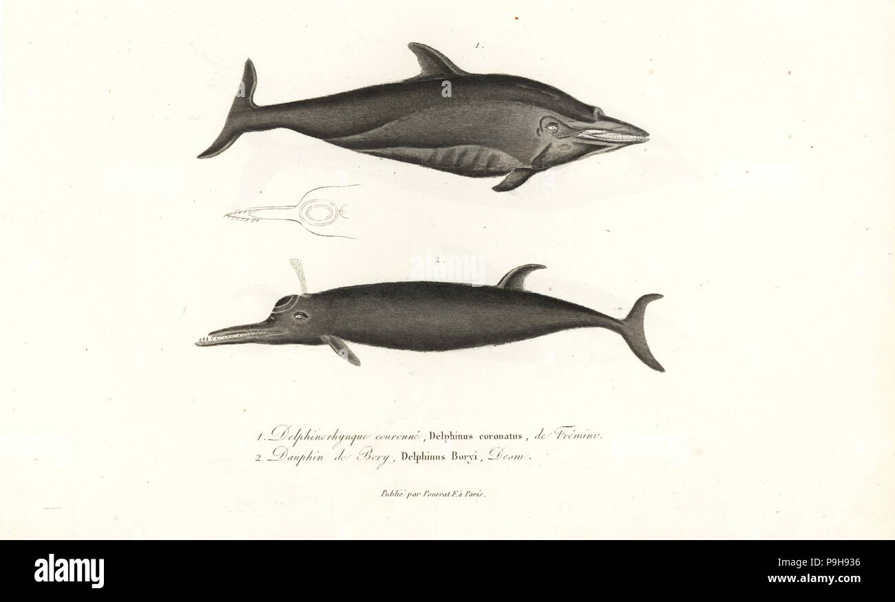 Crowned dolphin hi-res stock photography and images - Alamy