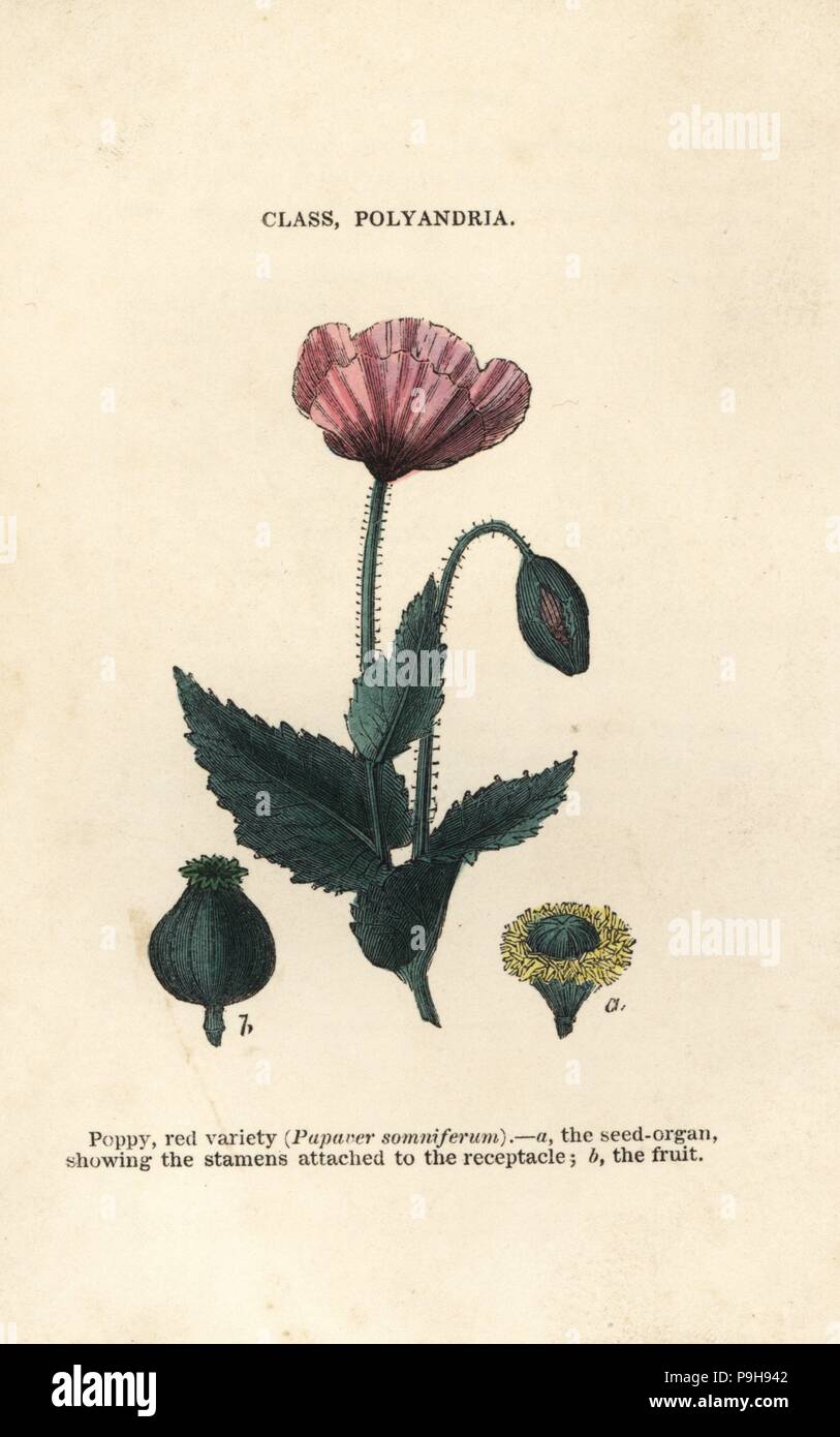 Opium poppy, Papaver somniferum. Handcoloured woodblock engravings from ...