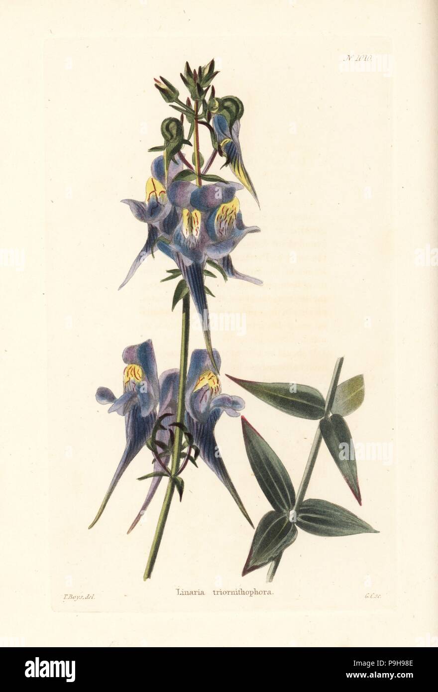 Three birds flying, Linaria triornithophora. Handcoloured copperplate ...