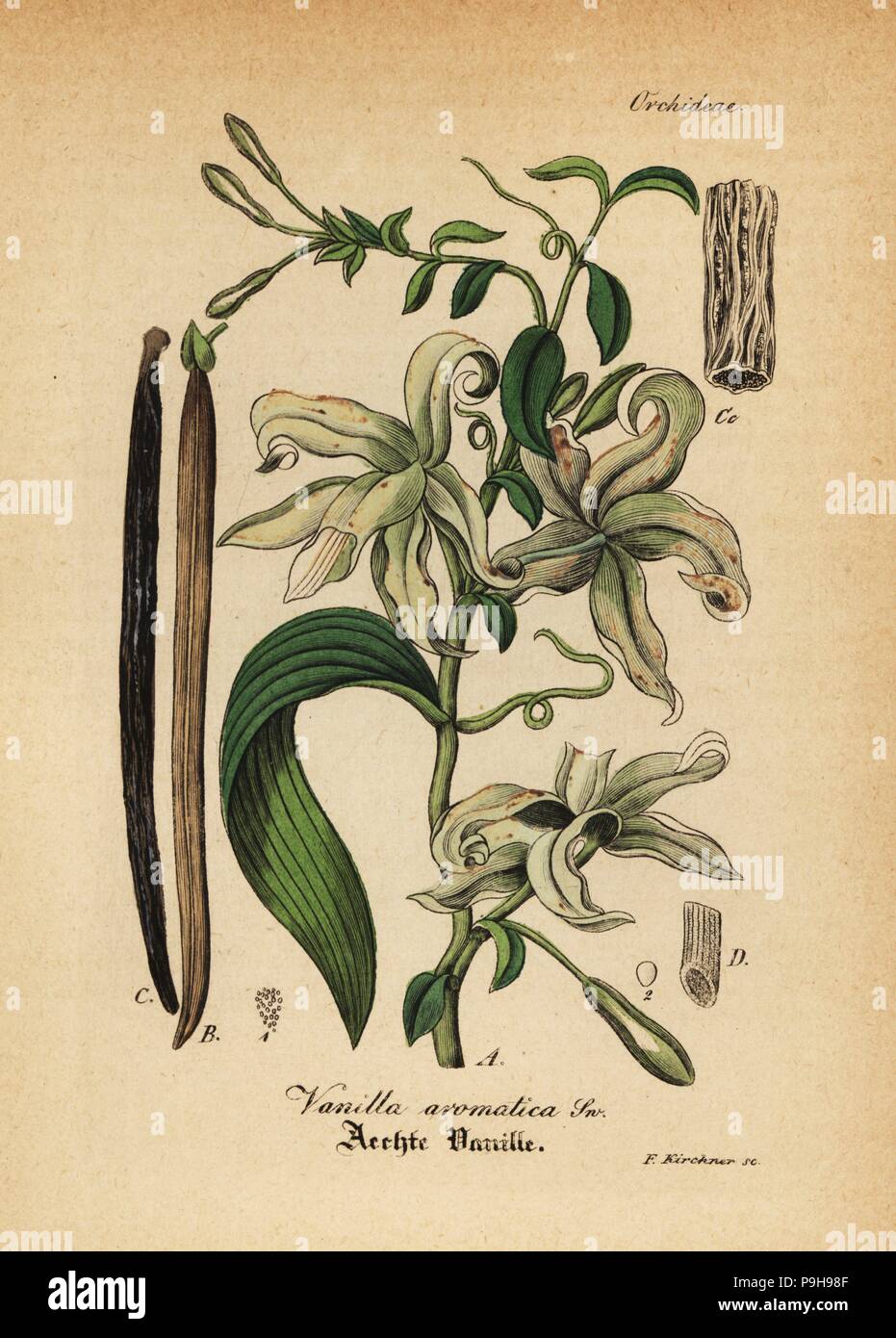 Vanilla Plant Drawing