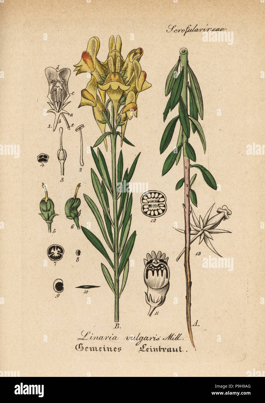 Yellow toadflax, Linaria vulgaris. Handcoloured copperplate engraving ...