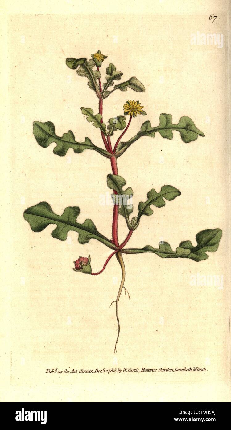 Jagged leaved fig marigold hi-res stock photography and images - Alamy