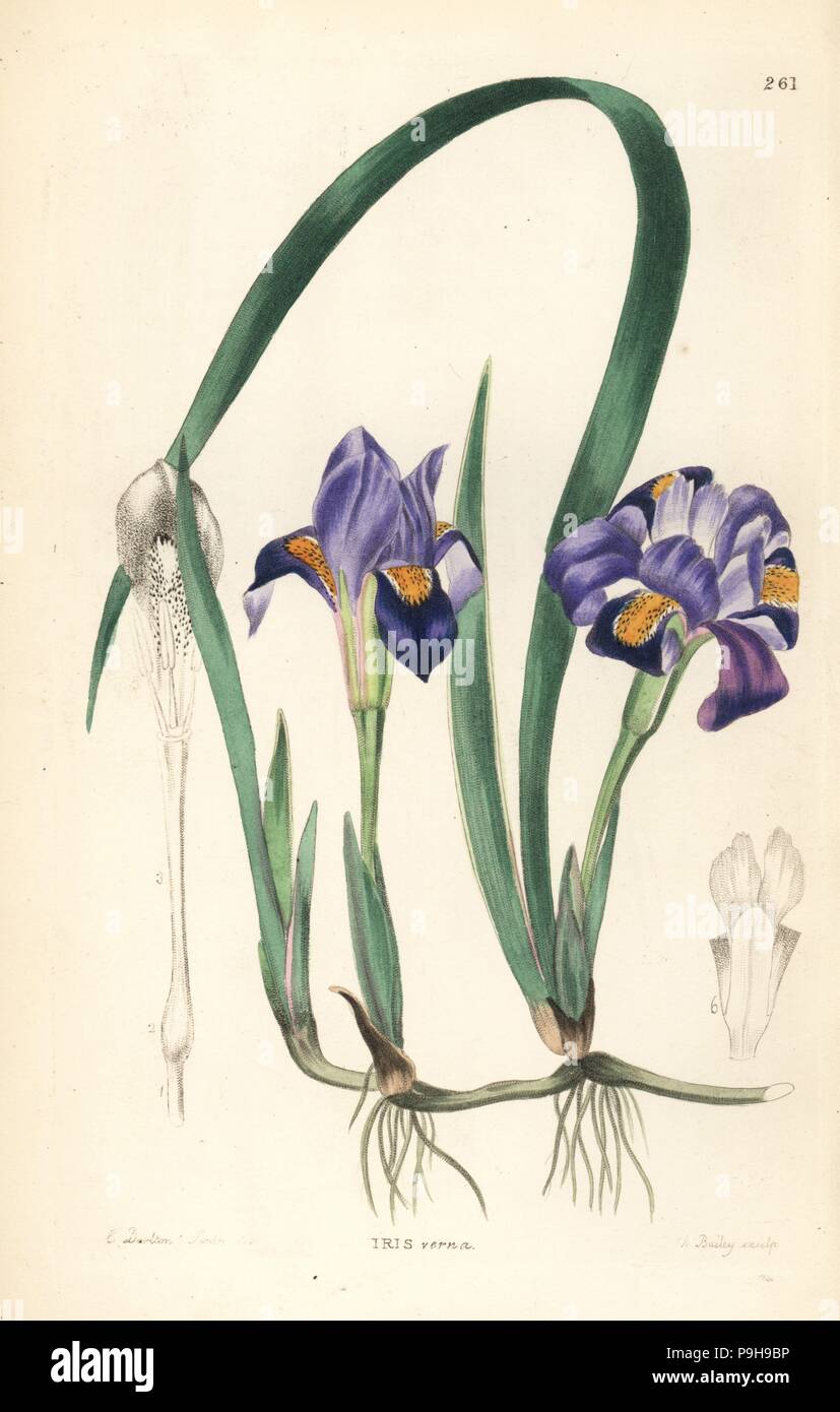 Dwarf violet iris or vernal American flower de luce, Iris verna ...