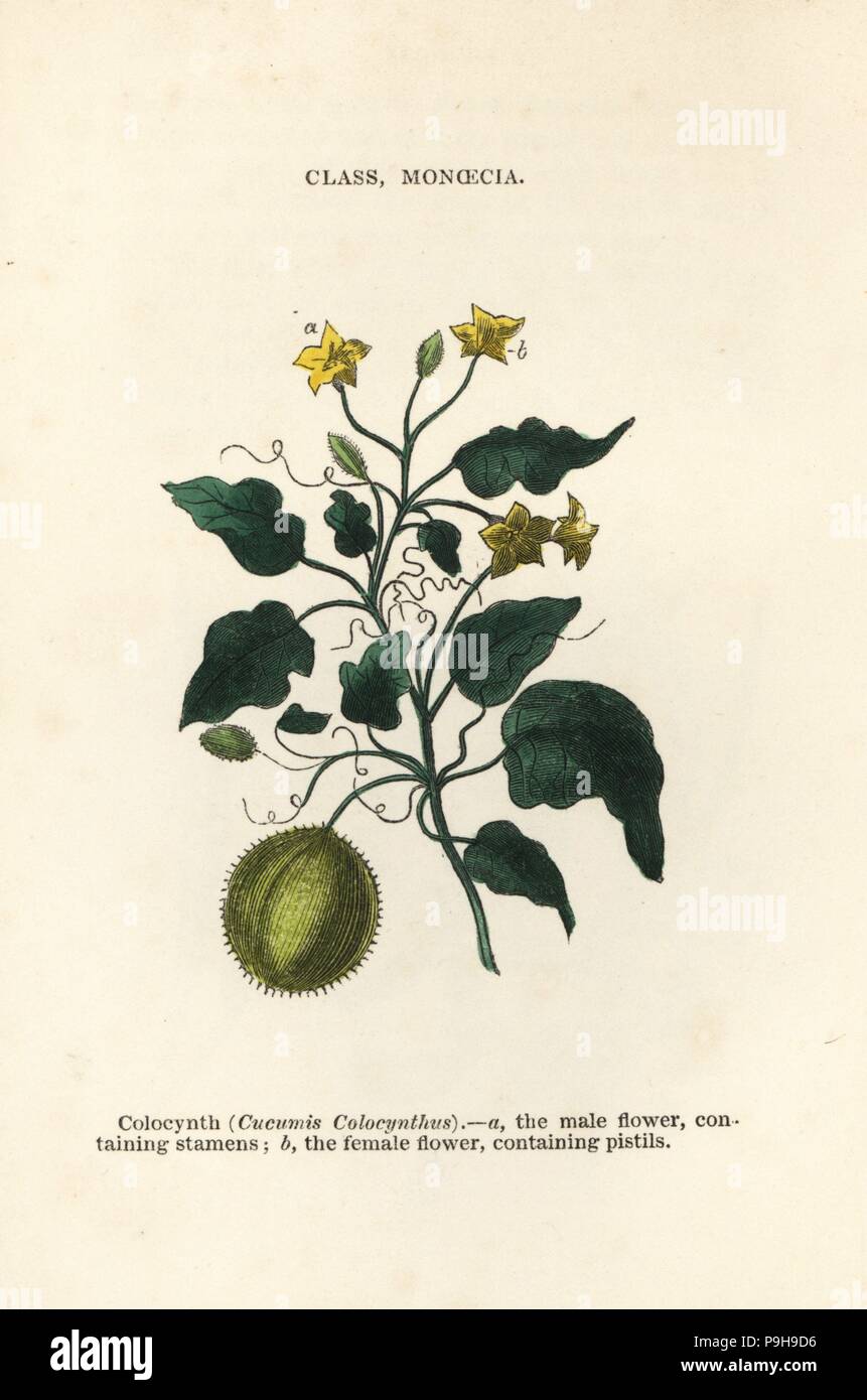 Citrullus colocynthis illustration hi-res stock photography and images ...