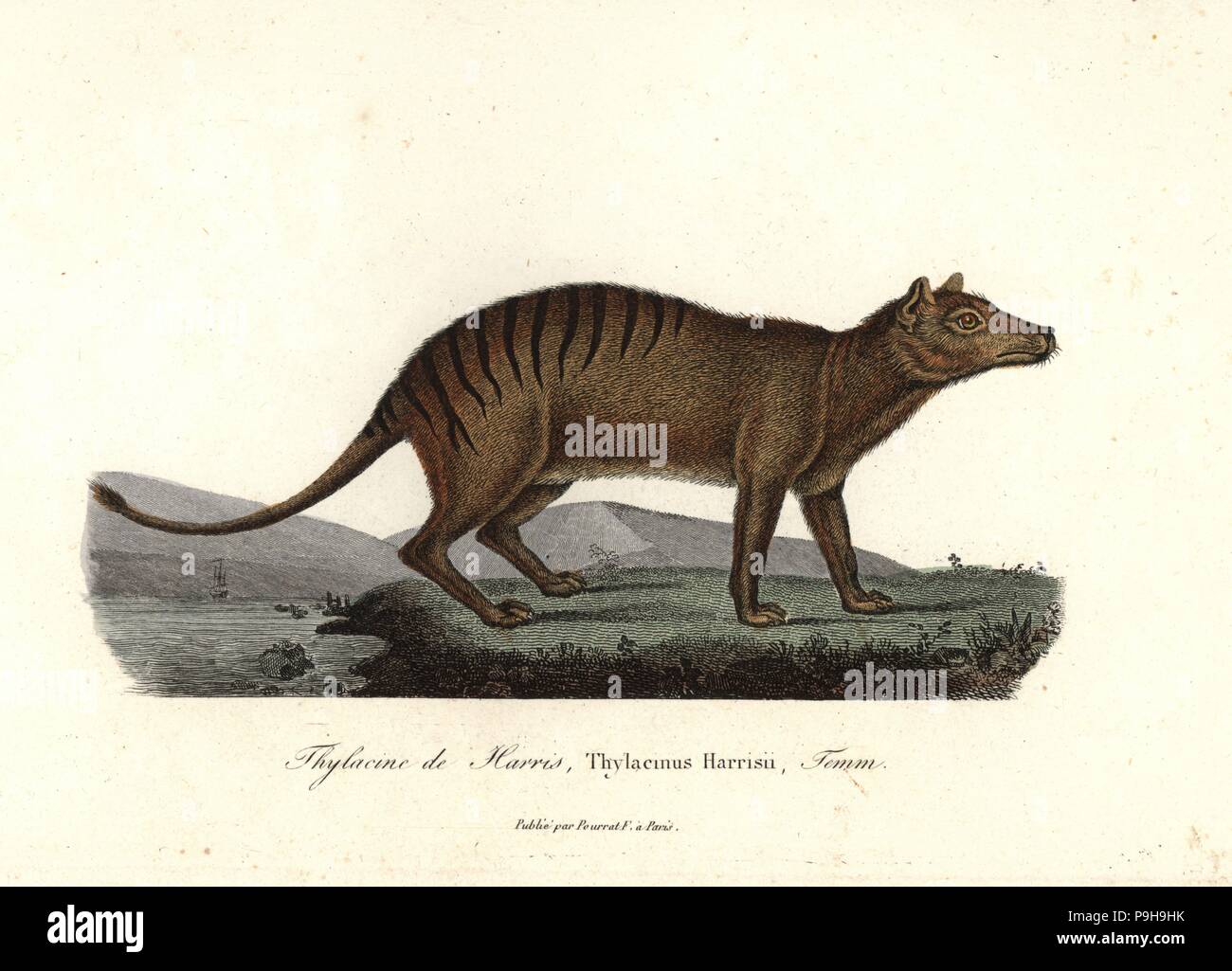Thylacine or Tasmanian tiger, Thylacinus cynocephalus (Thylacinus ...