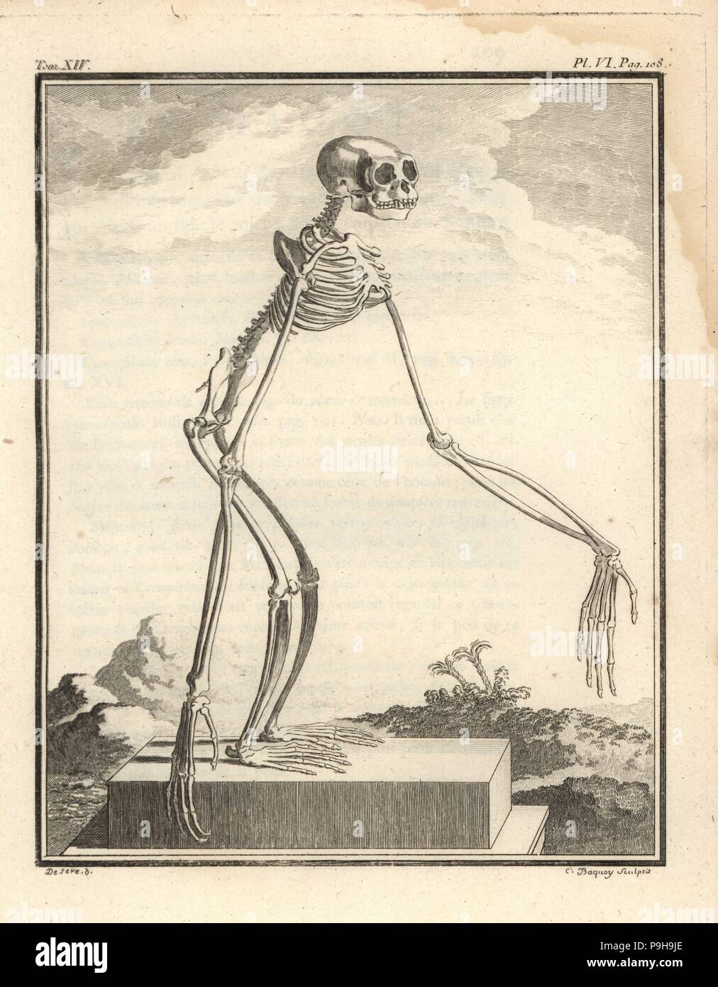 Agile gibbon skeleton, Hylobates agilis. Engandered. Le grand gibbon ...