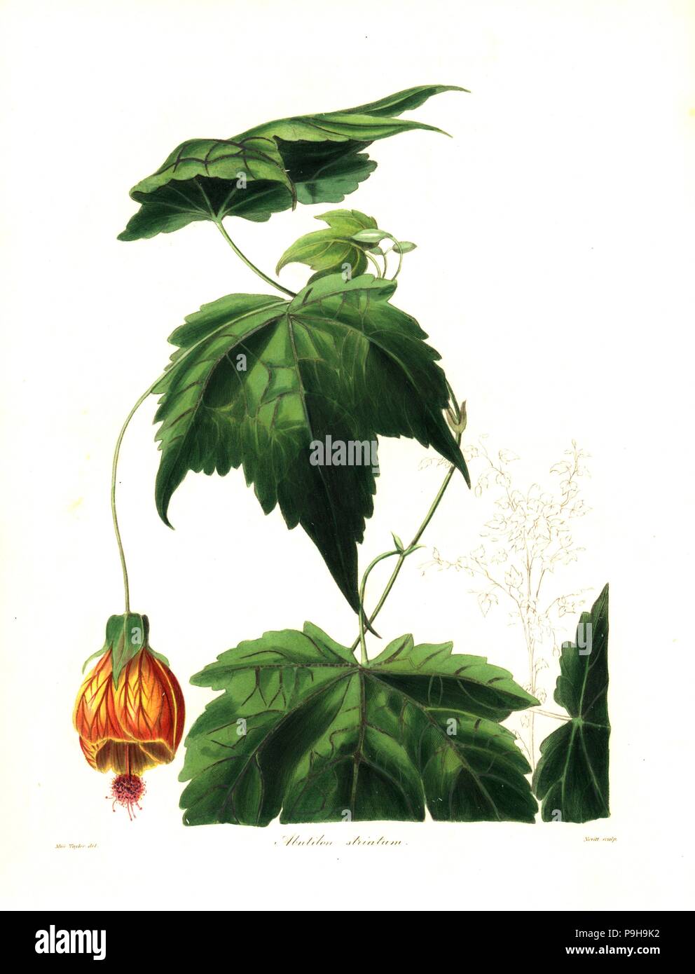Striated abutilon hi-res stock photography and images - Alamy