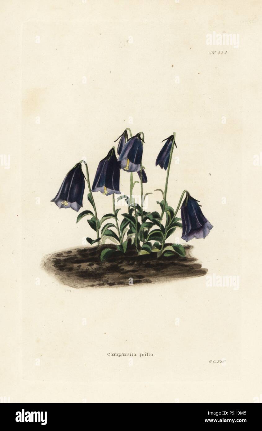 Bellflower, Campanula pulla. Handcoloured copperplate engraving by ...