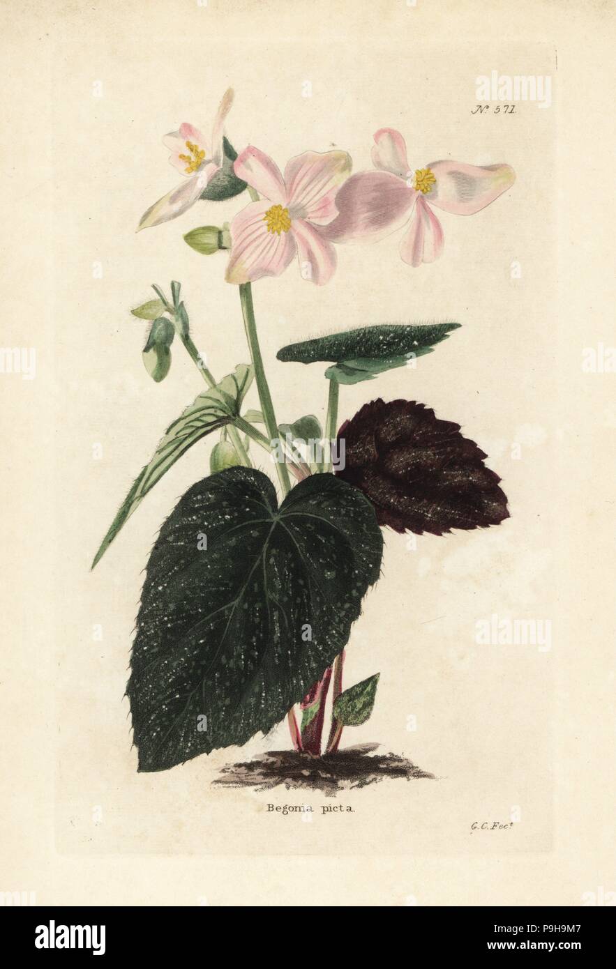 Painted begonia, Begonia picta. Handcoloured copperplate engraving by ...