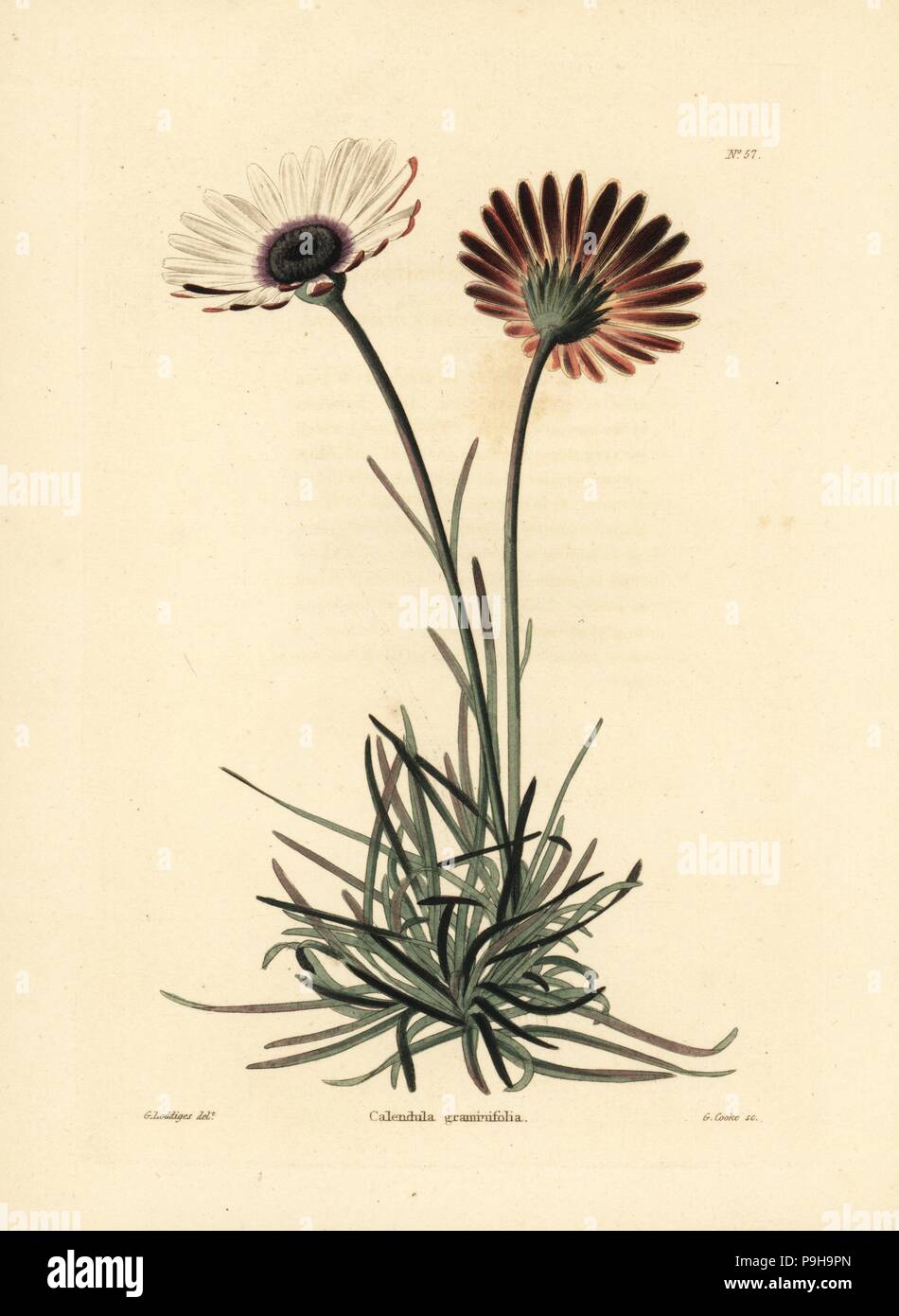 Dimorphotheca nudicaulis var graminifolia hi-res stock photography and ...