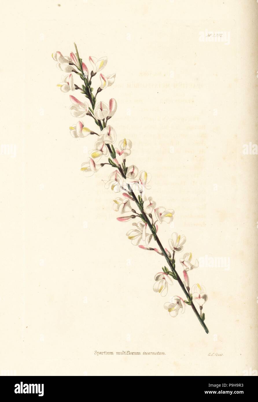 Spanish broom cytisus multiflorus hi-res stock photography and images ...