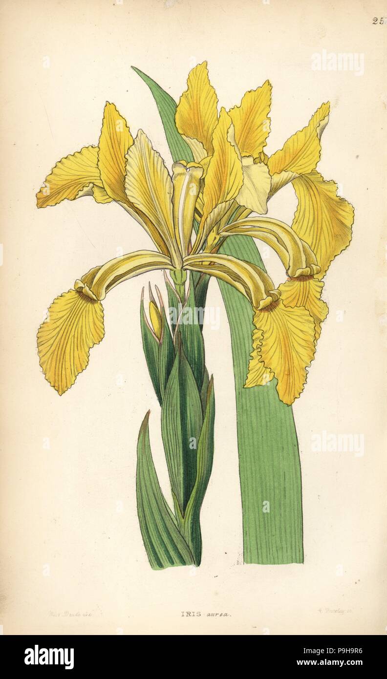 Golden iris or golden flag, Iris crocea (golden flower de luce, Iris ...