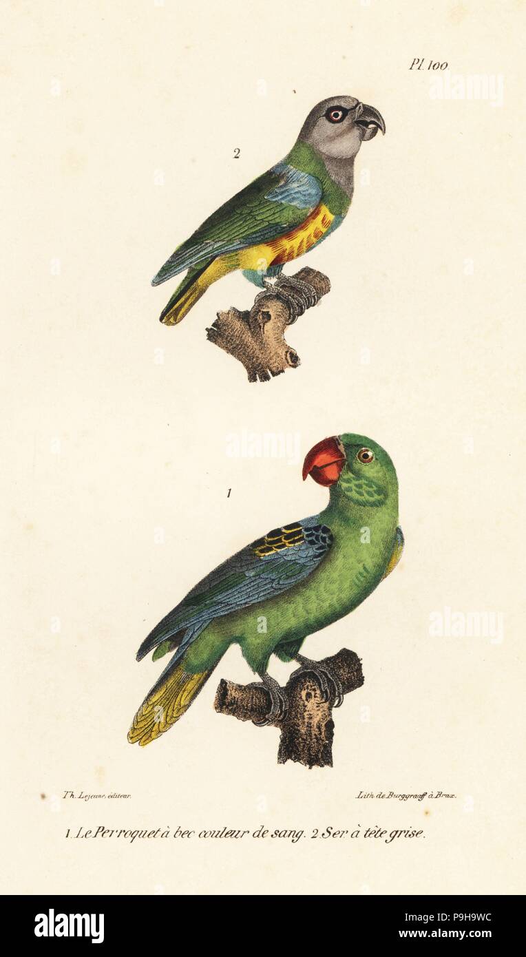 Senegal parrot, Poicephalus senegalus, and great-billed parrot ...