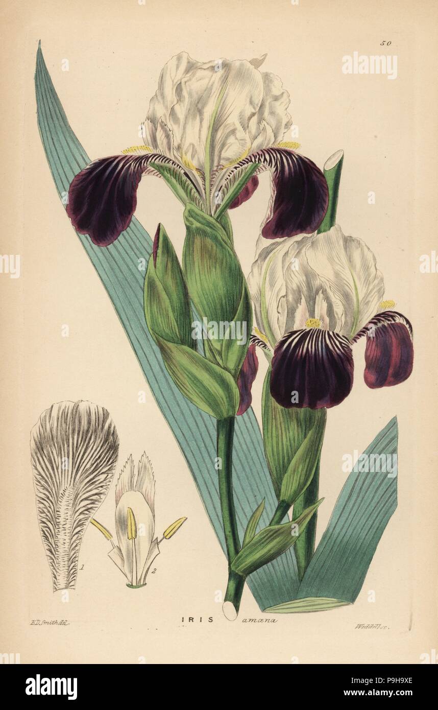 Lovely iris, Iris germanica (Iris amoena). Handcoloured copperplate engraving by Weddell after ...