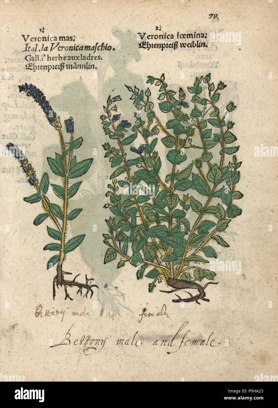 Stachys officinalis botanical illustration hi-res stock photography and ...