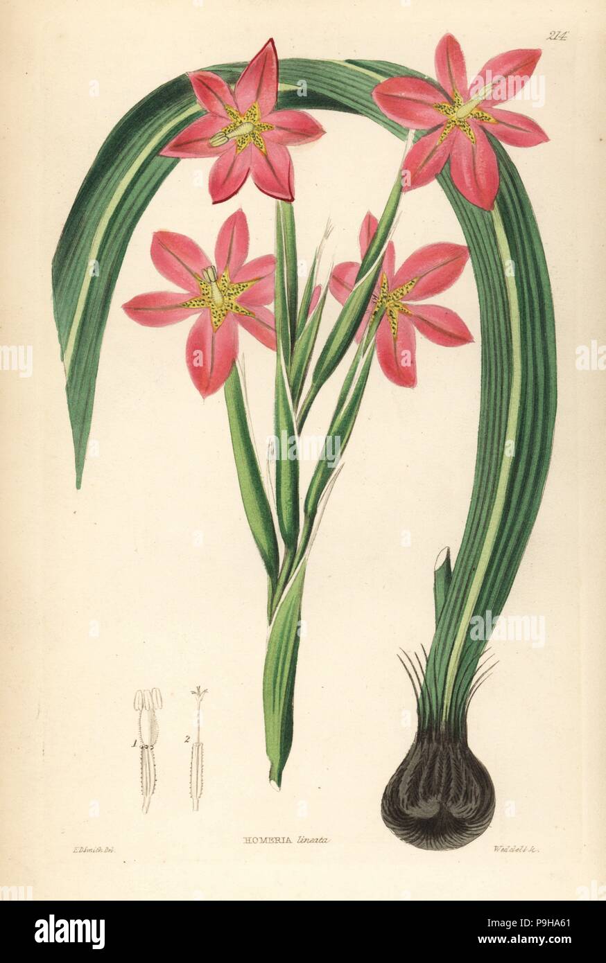 Homeria lineata hi-res stock photography and images - Alamy