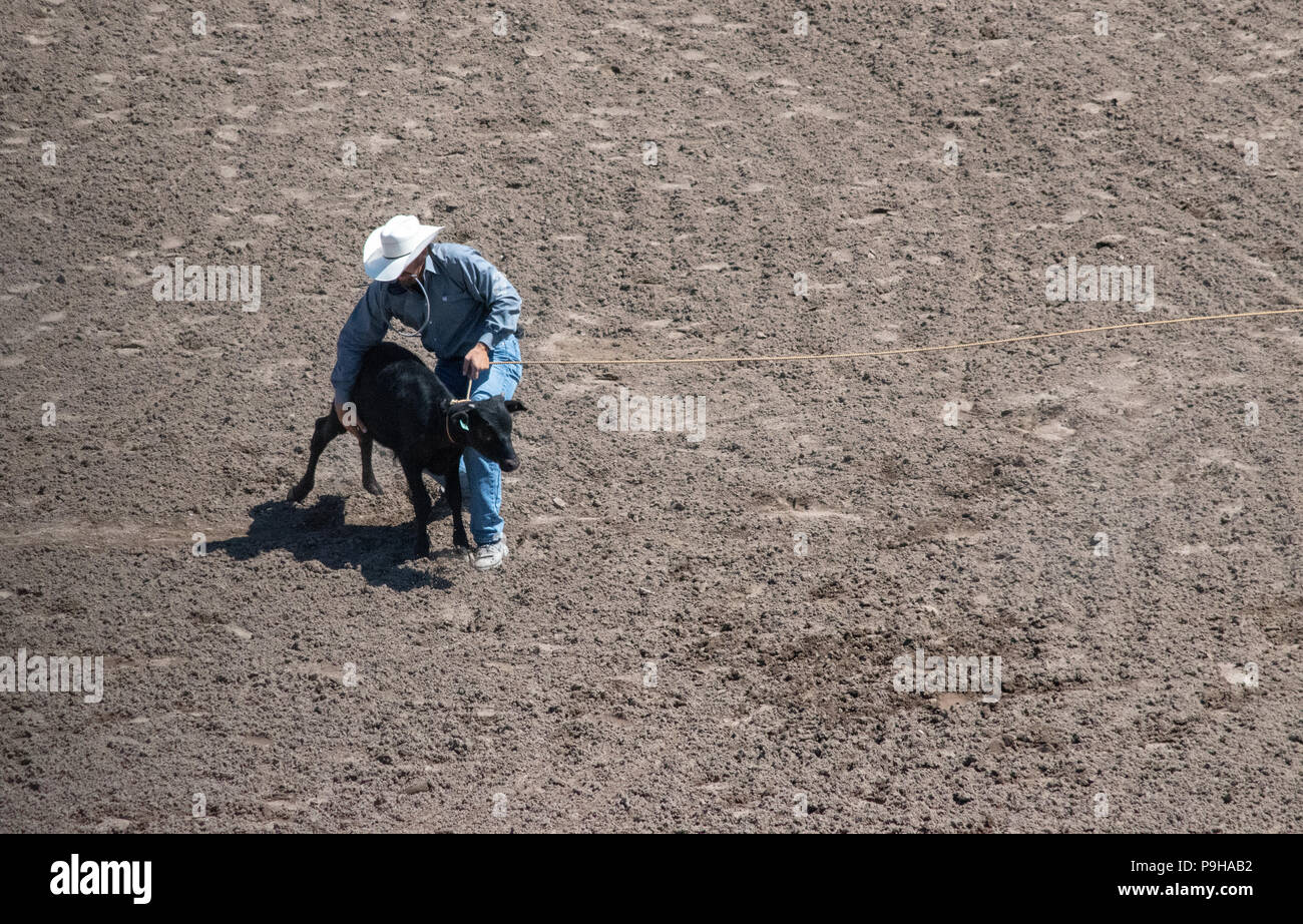 Stampede Exhibition High Resolution Stock Photography and Images - Alamy