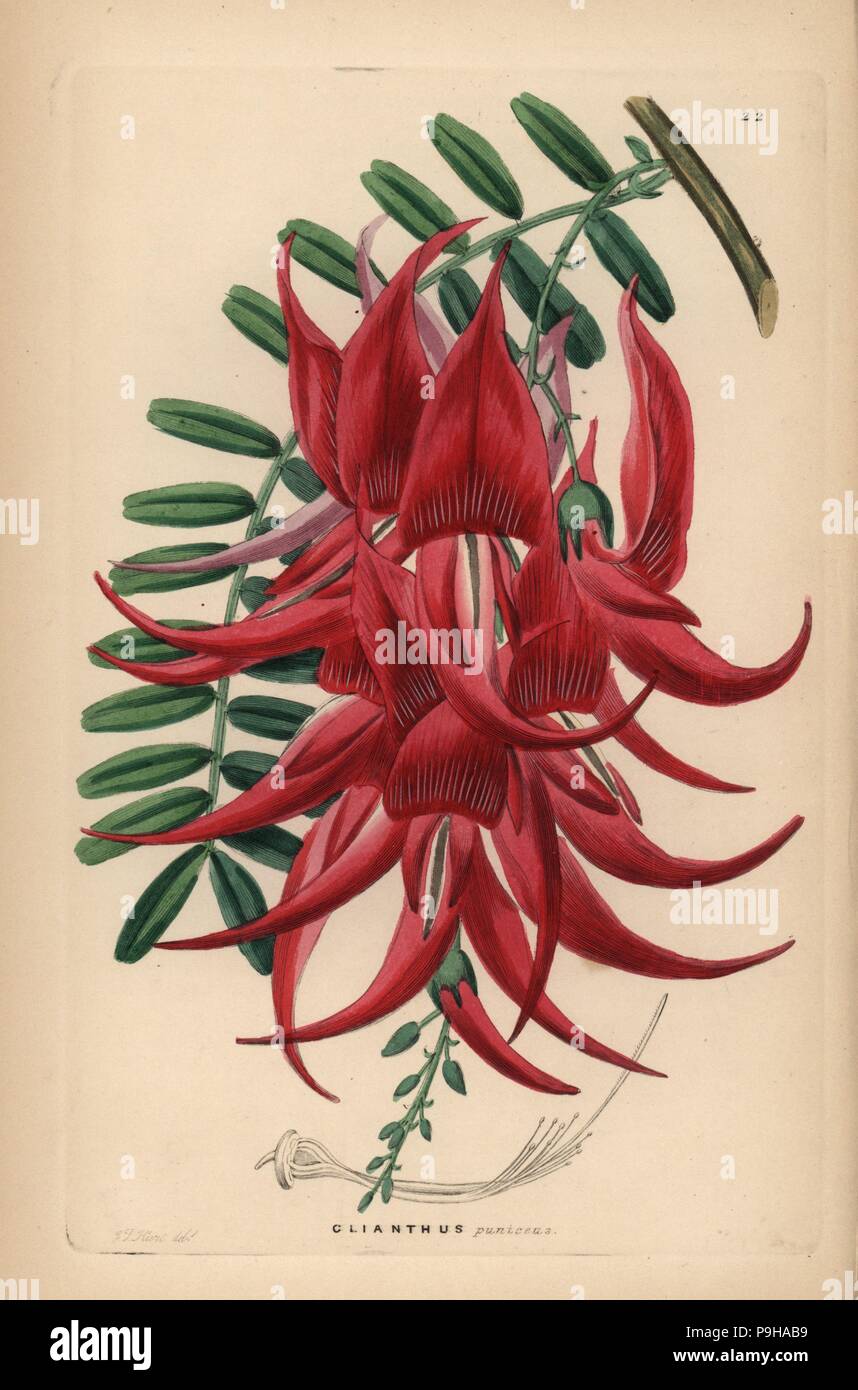 Crimson glory pea hi-res stock photography and images - Alamy