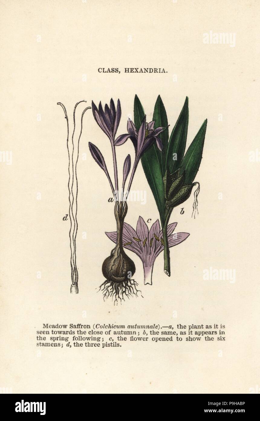 Botanical illustration of colchicum autumnale hi-res stock photography ...
