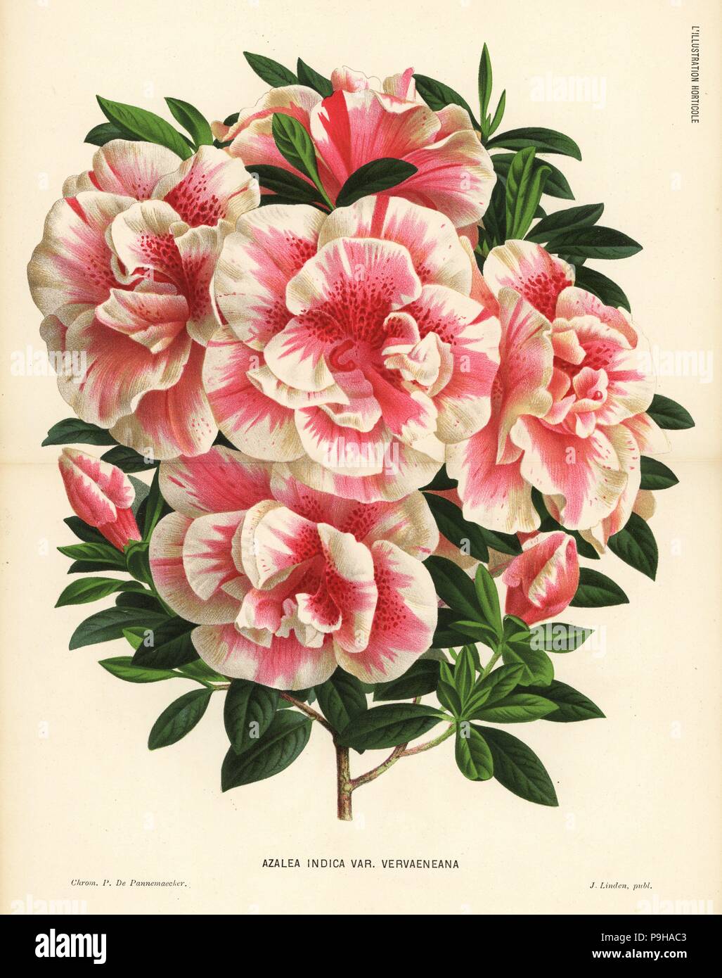 Azalea indica hi-res stock photography and images - Alamy