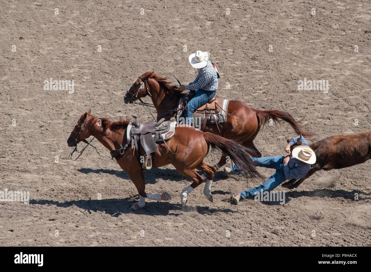Cowboys steer wrestling at rodeo hi-res stock photography and images ...