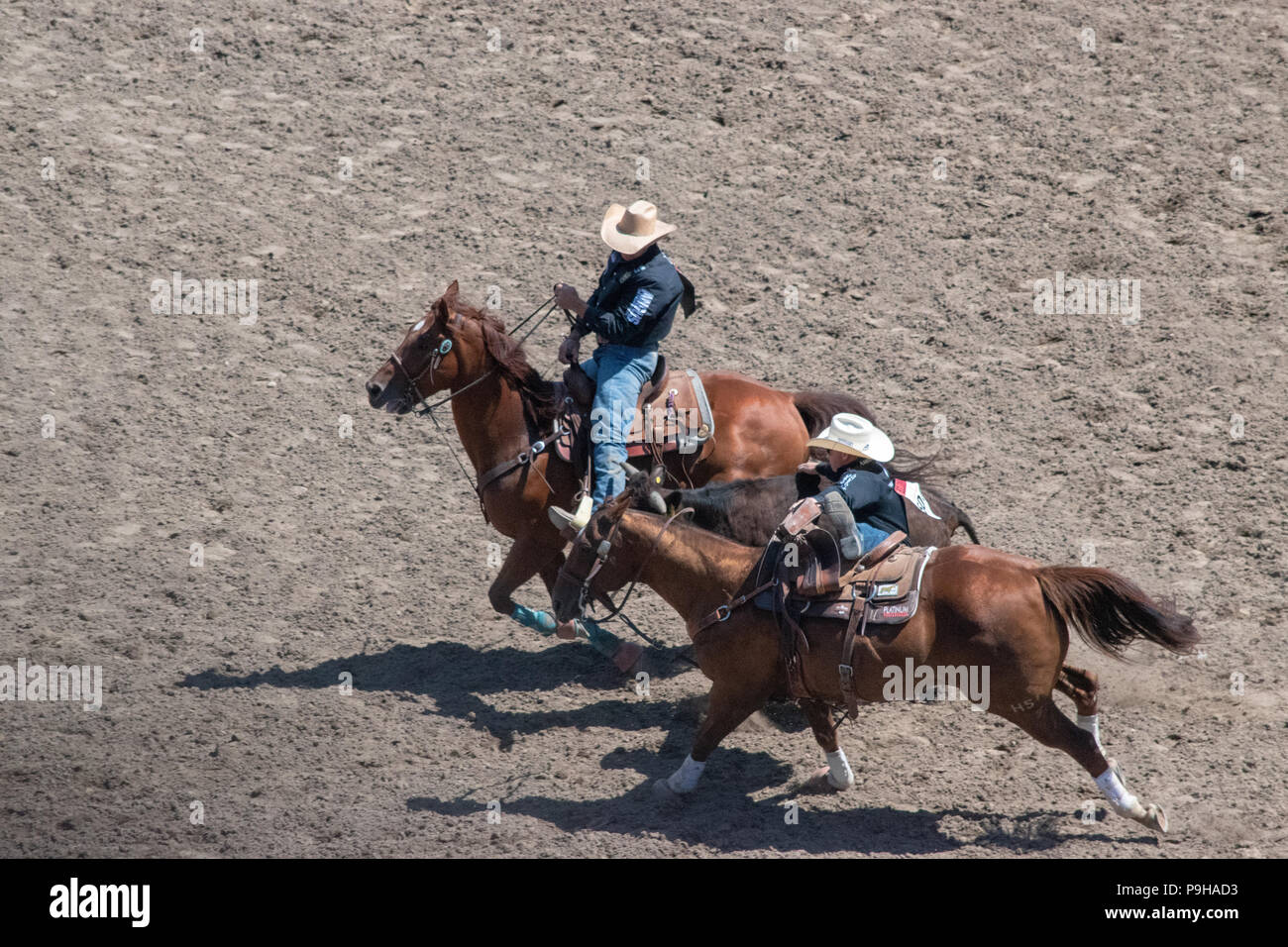 Steer Wrestling at the Calgary Stampede Rodeo, Stampede Grounds ...