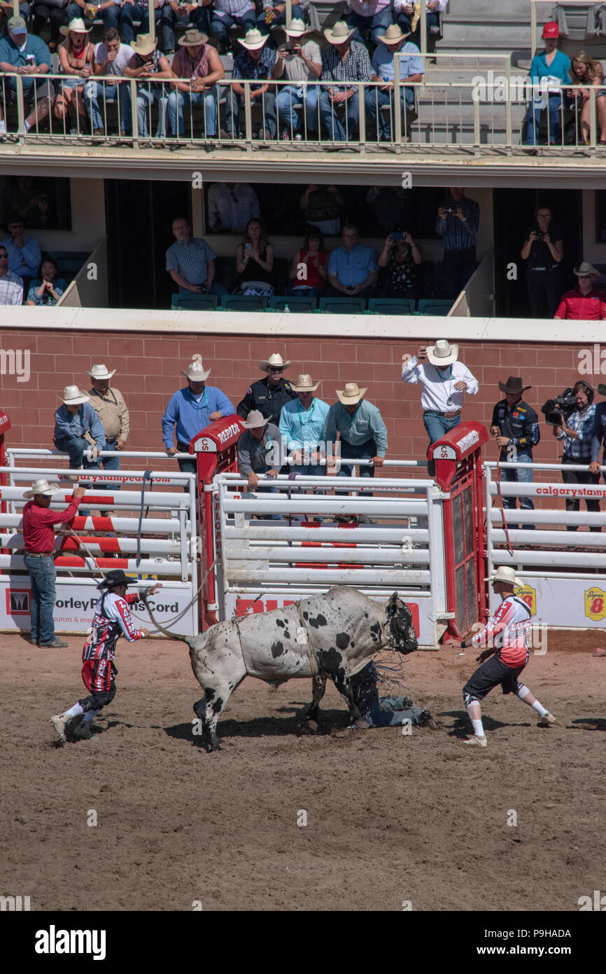Bull Riding Event at the Calgary Stampede Rodeo, Stampede Grounds ...