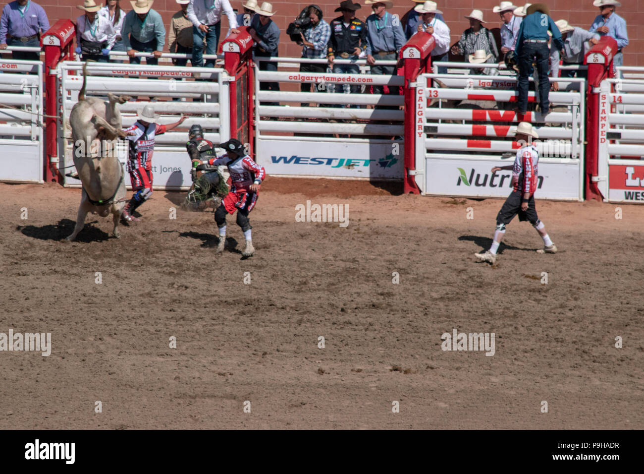 Cattle Stock Signage High Resolution Stock Photography and Images - Alamy