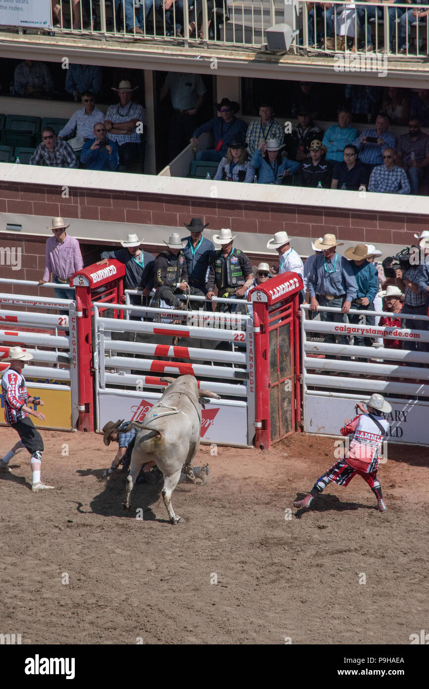 Bull Riding Event at the Calgary Stampede Rodeo, Stampede Grounds ...
