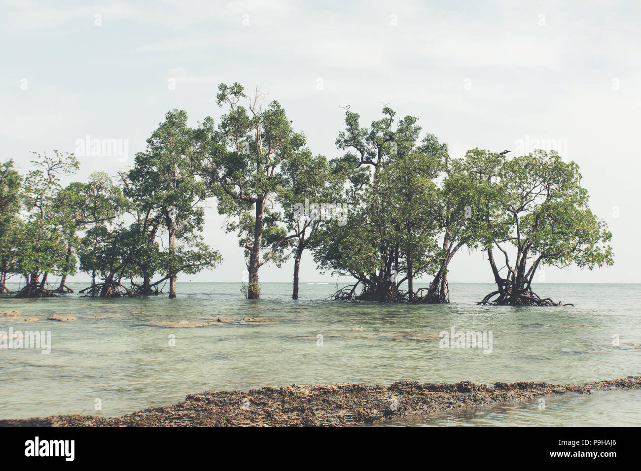 Mangrove tree at Vijaynagar beach at Havelock island, Andaman and ...