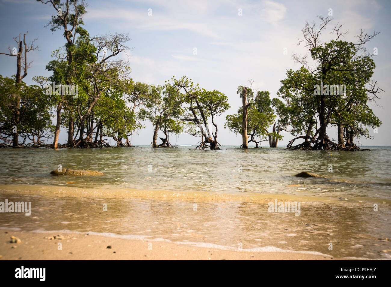 Mangrove trees on the beauty beach. gnarled mangrove trees in sea water ...