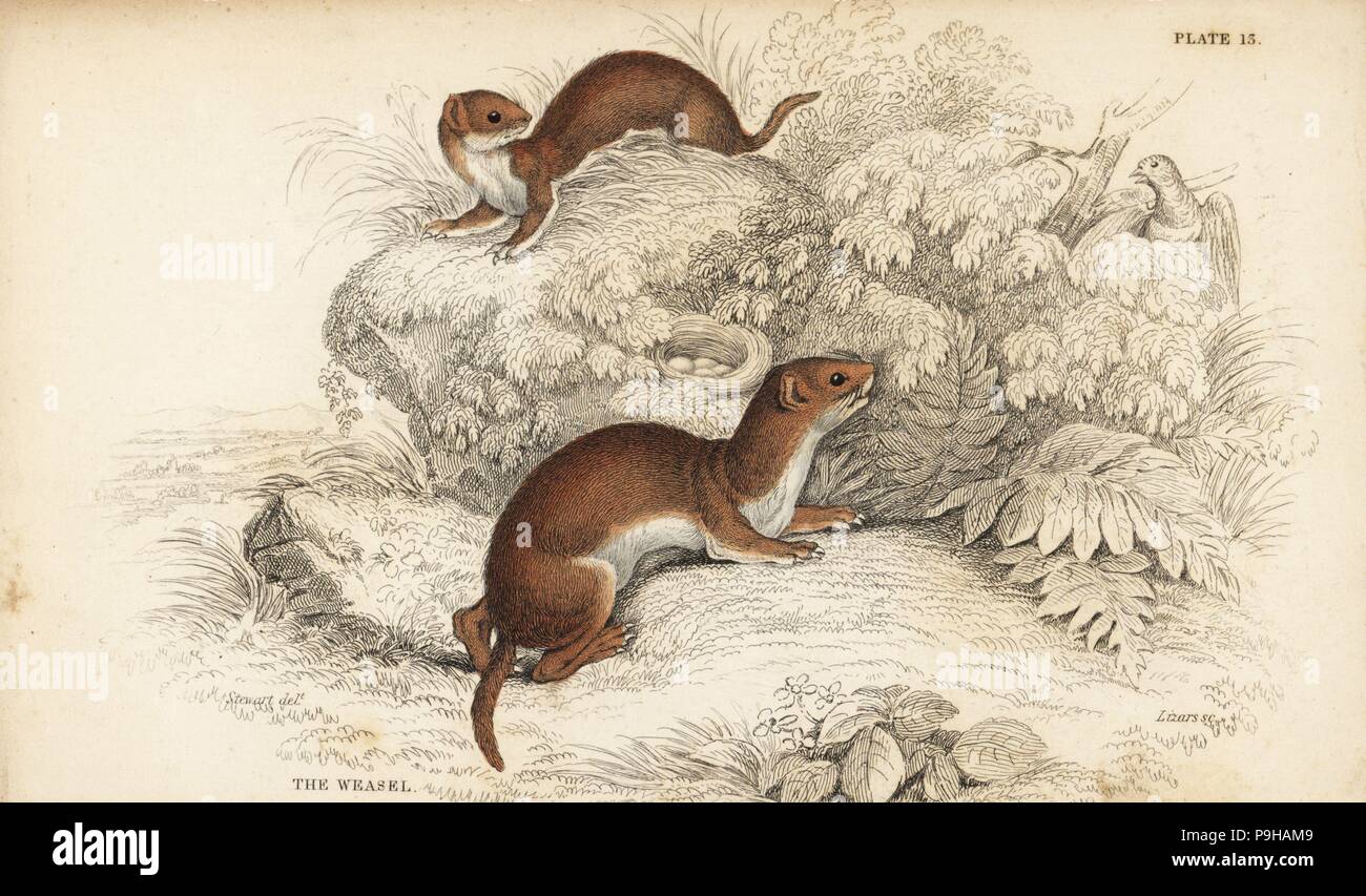 Weasel, Mustela nivalis (Mustela vulgaris). Handcoloured steel ...