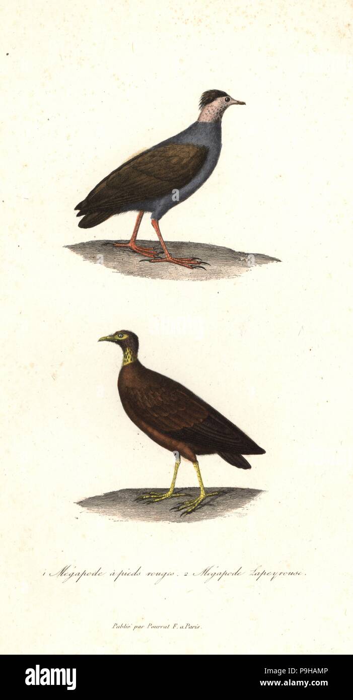 Orange-footed scrubfowl, Megapodius reinwardt, and Micronesian ...