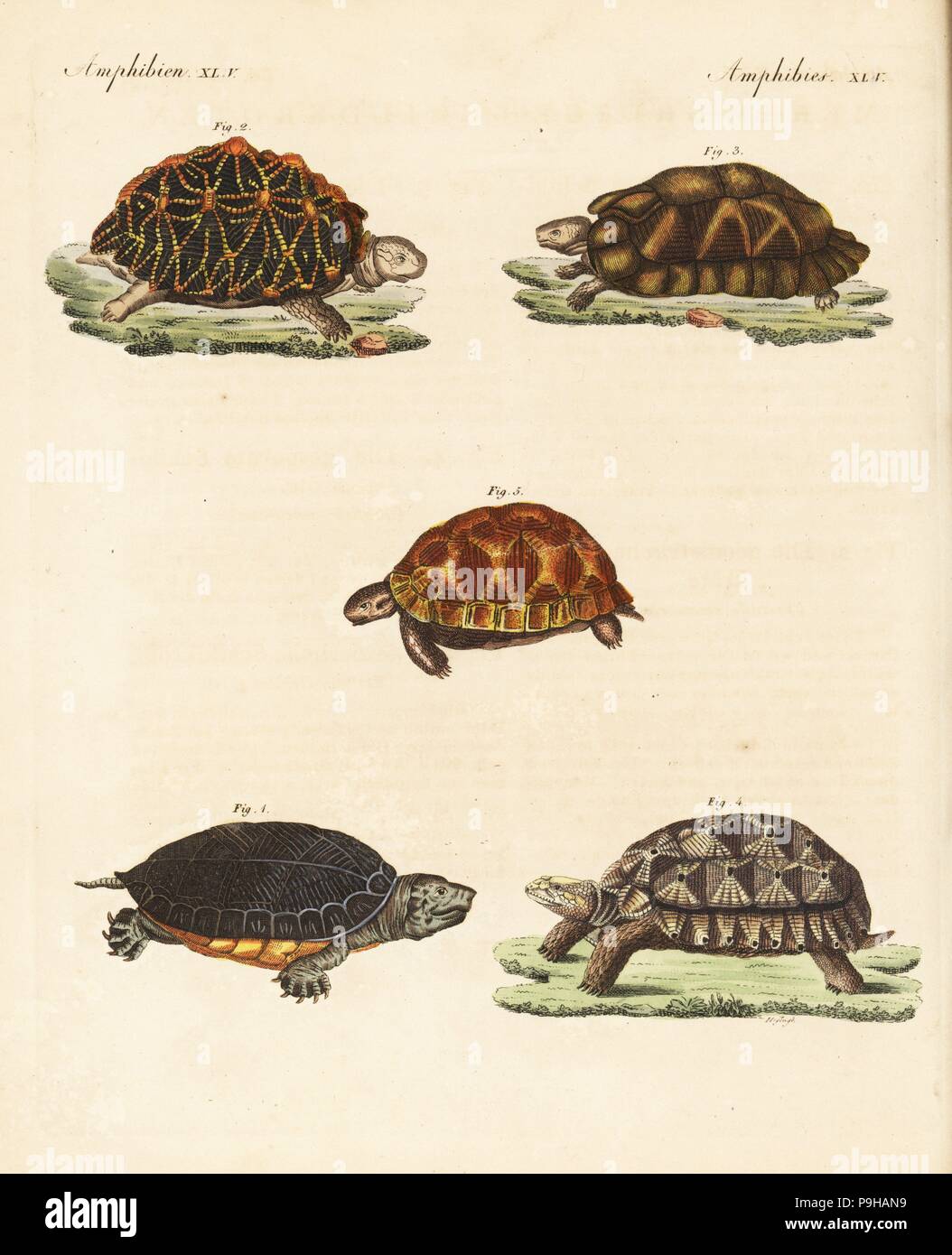 Scorpion mud turtle, Kinosternon scorpioides 1, endangered geometric ...