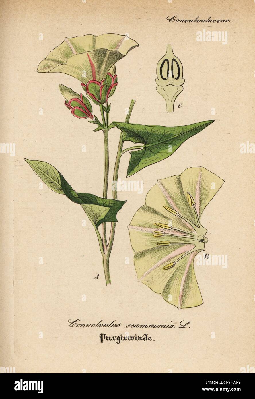 Scammony, Convolvulus scammonia. Handcoloured copperplate engraving ...
