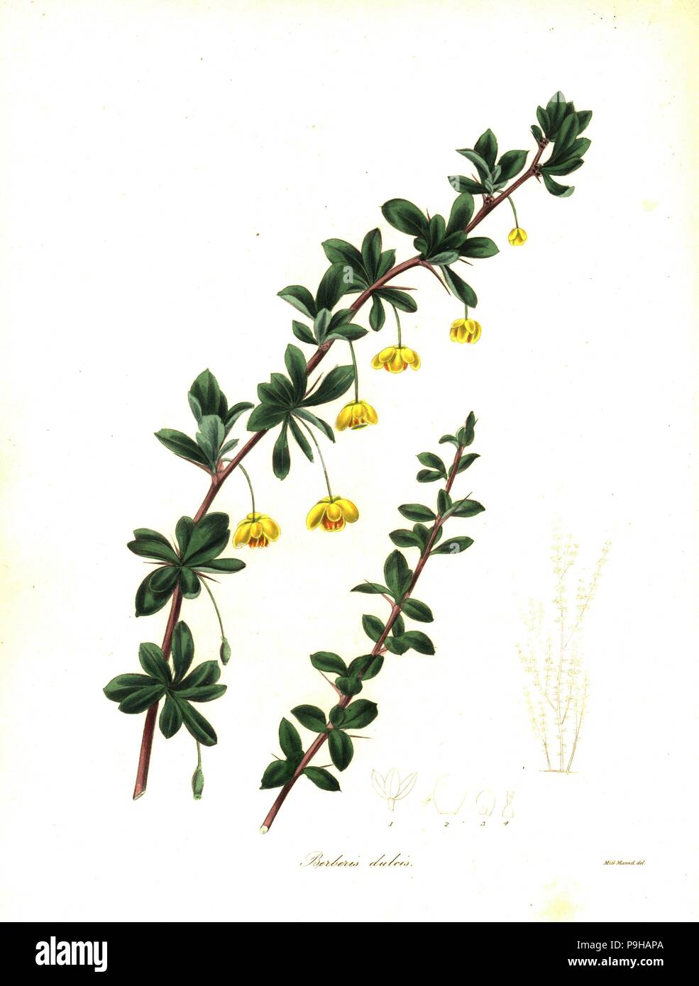Box-leaved barberry, Berberis microphylla (Sweet-fruited berberry ...