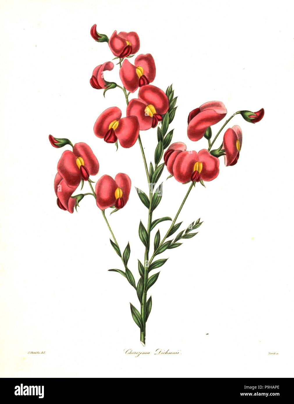 James Dickson's chirozema, Chorizema dicksonii. Handcoloured ...