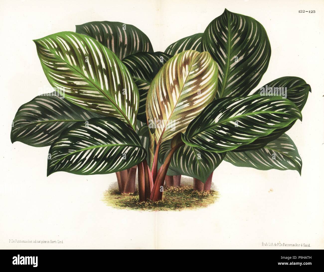 Planta de calathea hi-res stock photography and images - Alamy