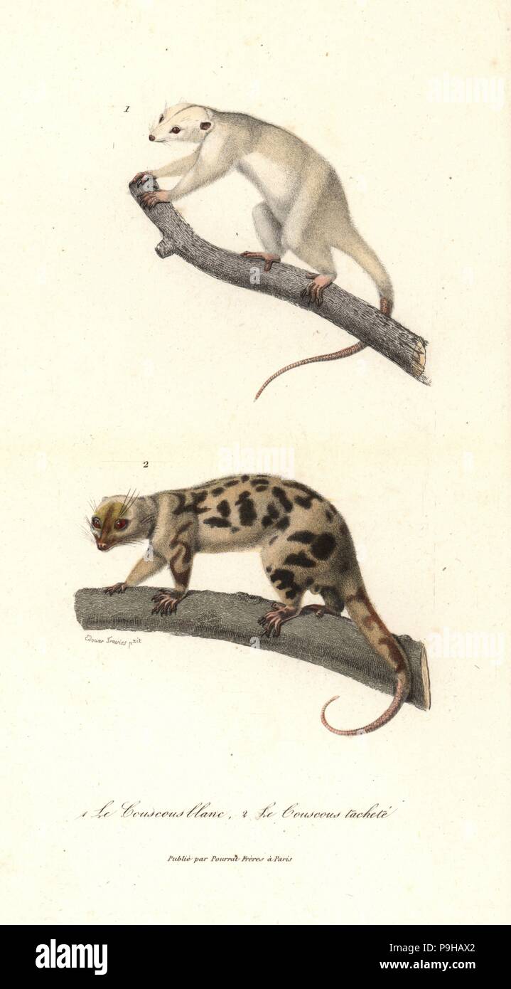 White cuscus and spotted cuscus, Spilocuscus maculatus. Handcoloured ...