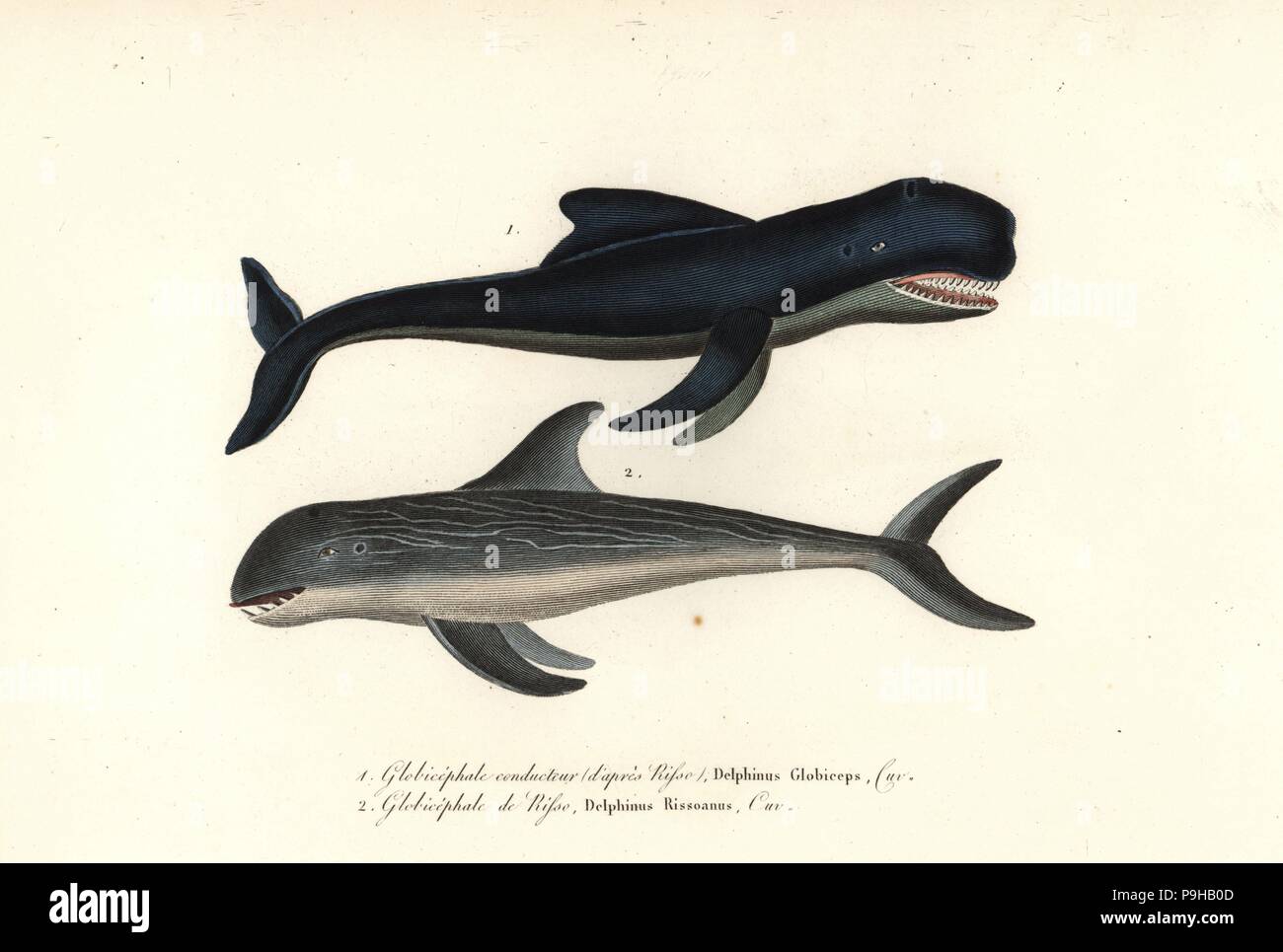 Grampus rissoanus hi-res stock photography and images - Alamy