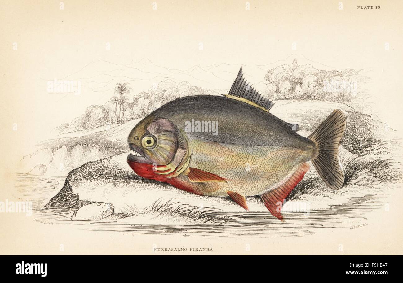 Pygocentrus piraya hi-res stock photography and images - Alamy